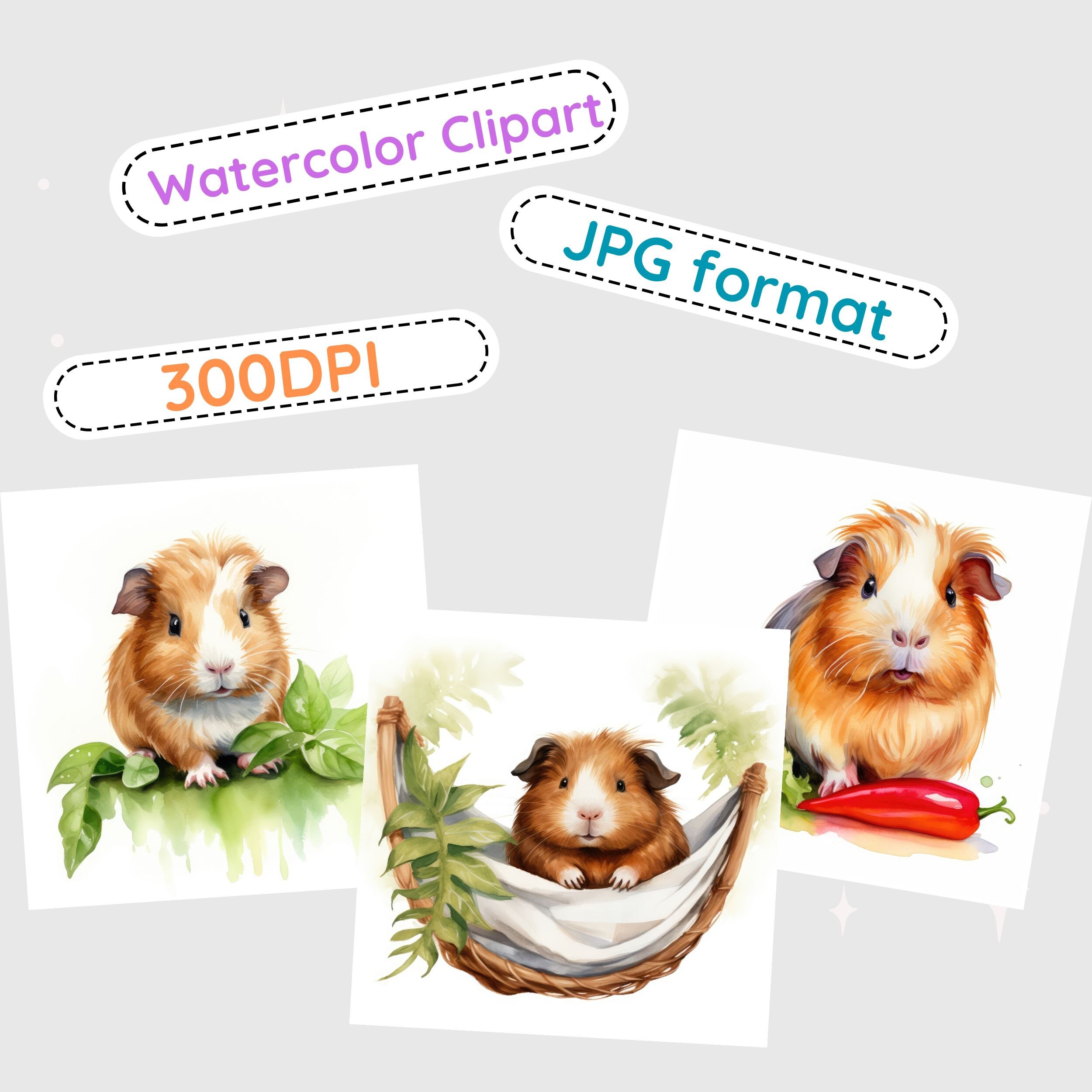Cute Guinea Pig Clipart, 12 High Quality Jpgs, Digital Crafting ...