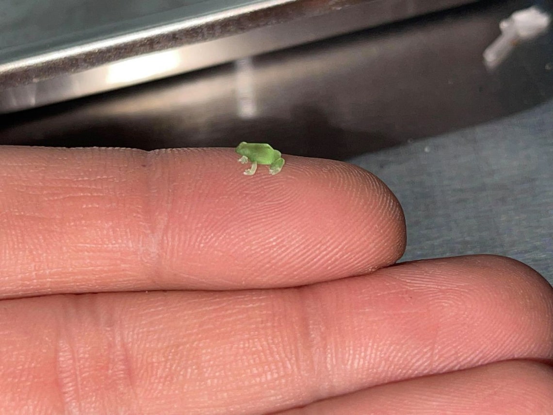 Nano Good Luck Dart Frog - Etsy