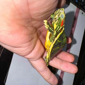 Bandai Turtle Gachapon From Japan - Etsy