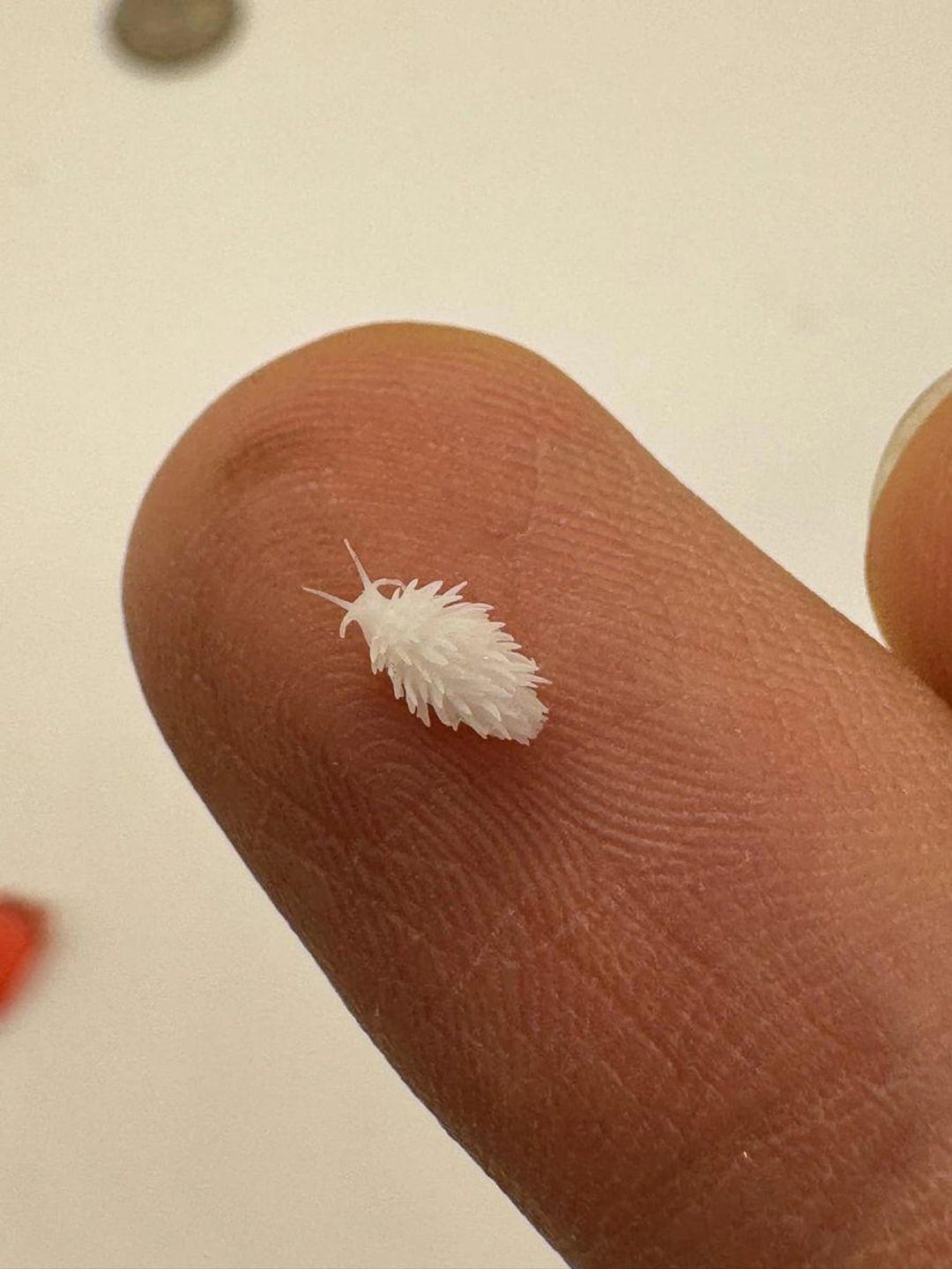 Nano Miniature Sea Slug Nudibranch - Etsy