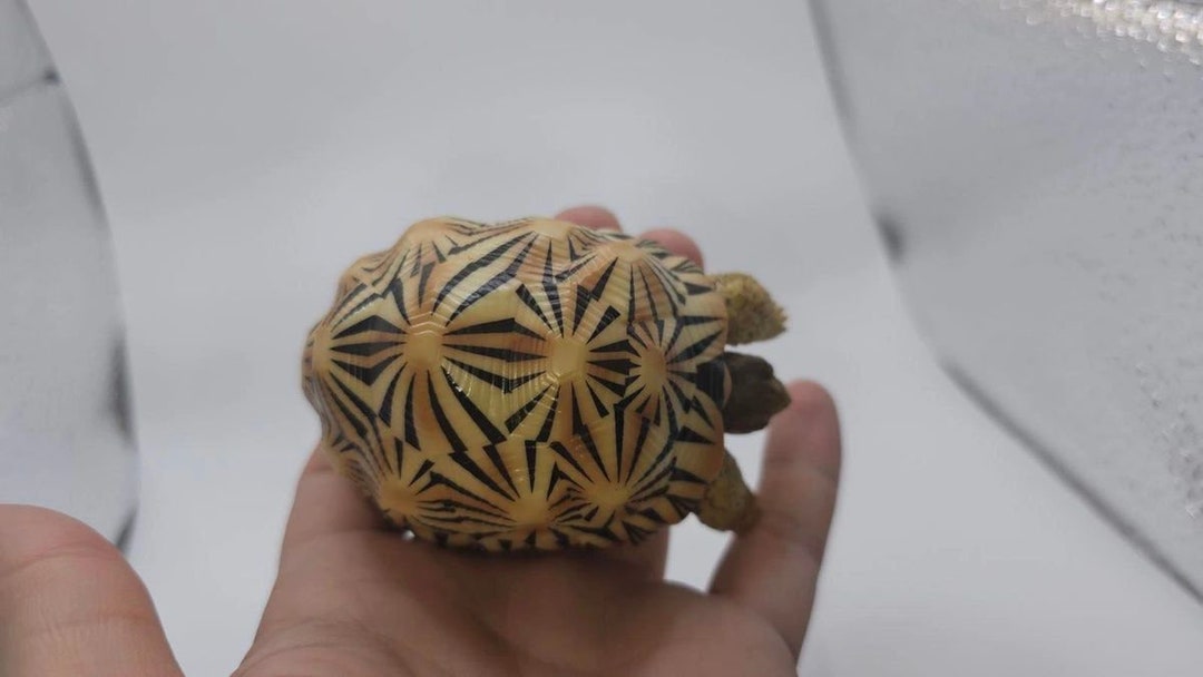 Baby Tortoise Figue Gachapon Set 3 - Etsy