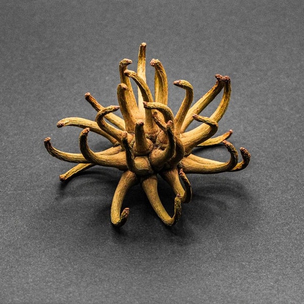 Eucalyptus Seed Pods - Etsy