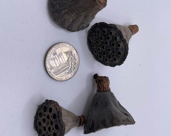 Mini Lotus Head Pods 3 Pack Isopods Vivarium Terrarium Accents ...