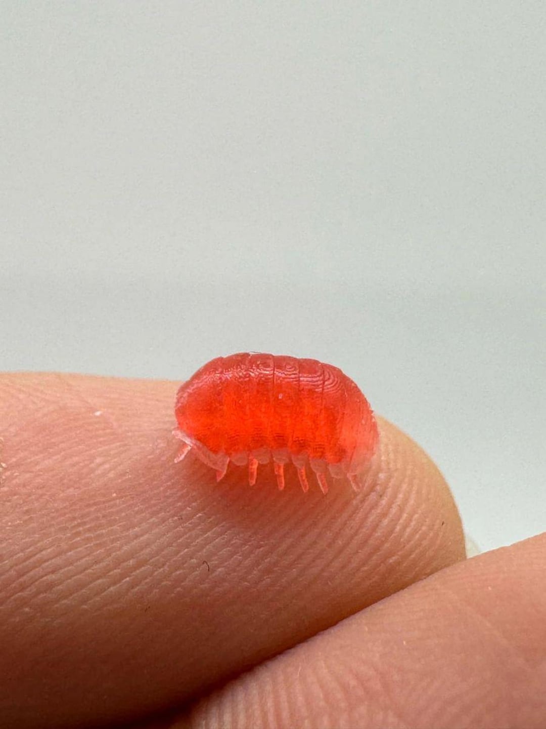 Nano Miniature Isopod - Etsy