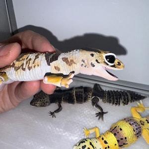 Bandai Leopard Gecko Gachapon - Limited Edition Japan - Etsy