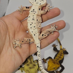 Realistic Crested Gecko Gachapon Figure - Etsy
