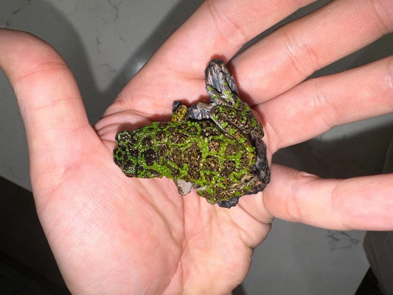 Mossy Tree Frog Gachapon Figure - Etsy