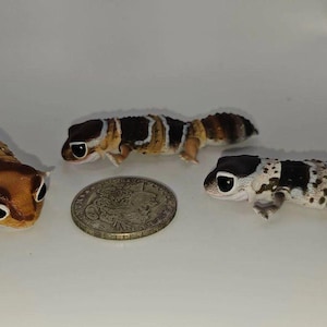 Cute Leopard Gecko Gachapon Figure (set 3) - Etsy