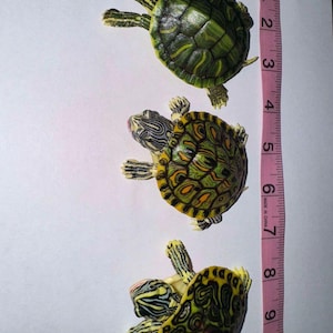 Bandai Turtle Gachapon From Japan - Etsy