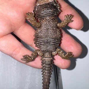 Armored Lizard Gachapon Figure From Japan - Etsy