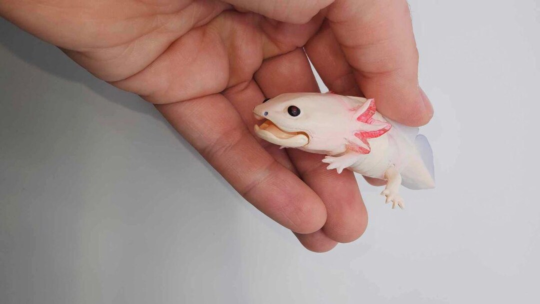 Axolotl Figure (gachapon) - Etsy