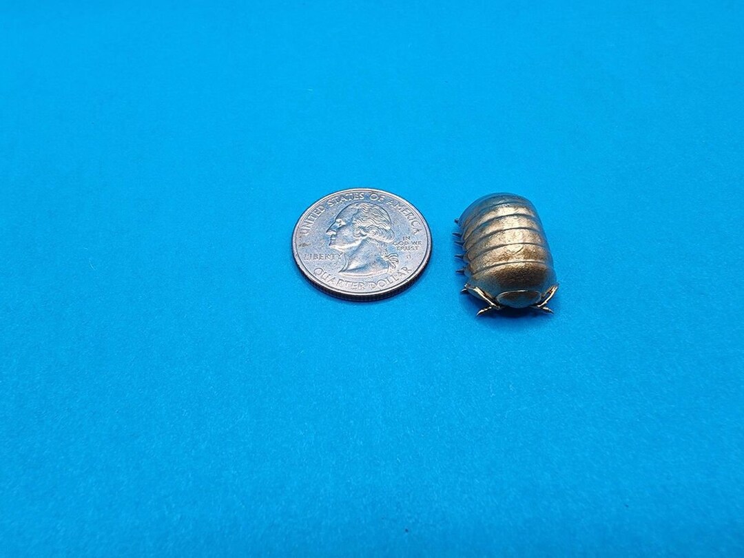 Realistic Golden Isopod - Etsy