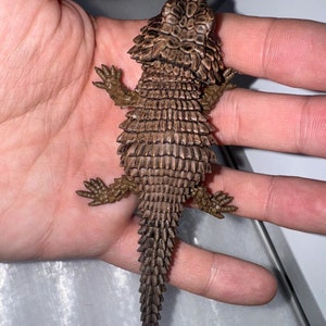 Armored Lizard Gachapon Figure From Japan - Etsy
