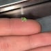 Nano Good Luck Dart Frog - Etsy