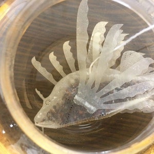 Lion Fish Honeybush Rooibos Tea Bag Ocean Teabag - Etsy