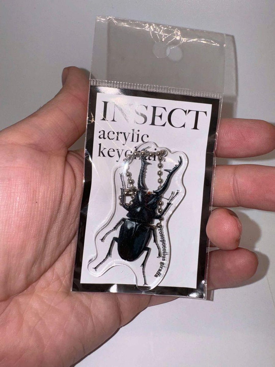 Stag Beetle Acrylic Keychain From Japan - Etsy