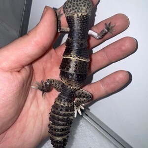 Bandai Leopard Gecko Gachapon - Limited Edition Japan - Etsy