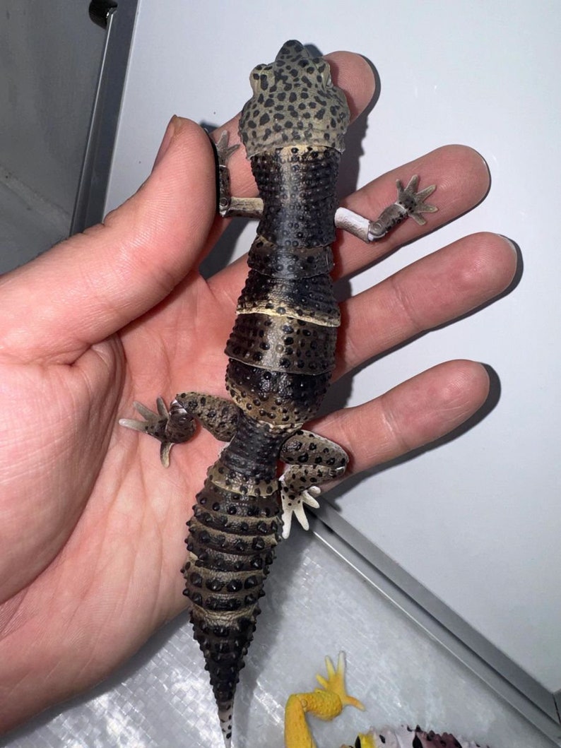 Bandai Leopard Gecko Gachapon - Limited Edition Japan - Etsy