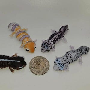 Leopard Gecko Gachapon Figure Set 2 - Etsy