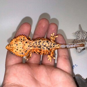 Cute Crested Gecko Gachapon Figure Set 2 - Etsy