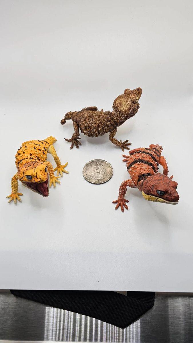 Realistic Knob-tailed Gecko Gachapon Figure - Etsy