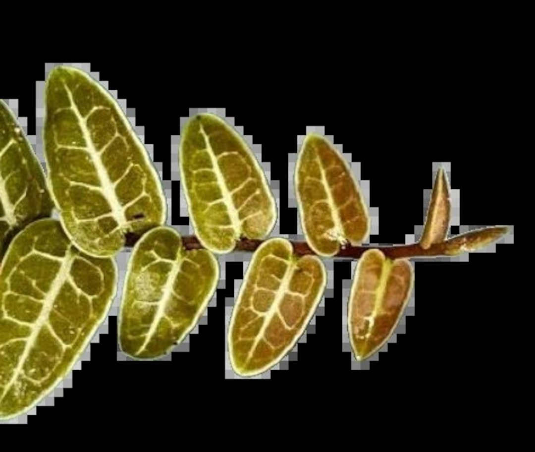 Marcgravia Umbellata Red - Etsy