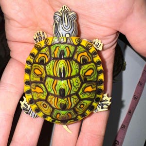 Bandai Turtle Gachapon From Japan - Etsy