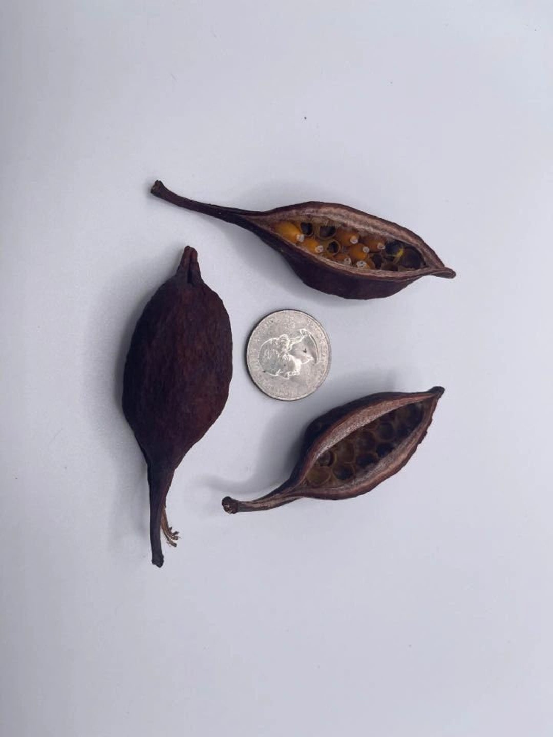 Bottle Tree Pods - Etsy