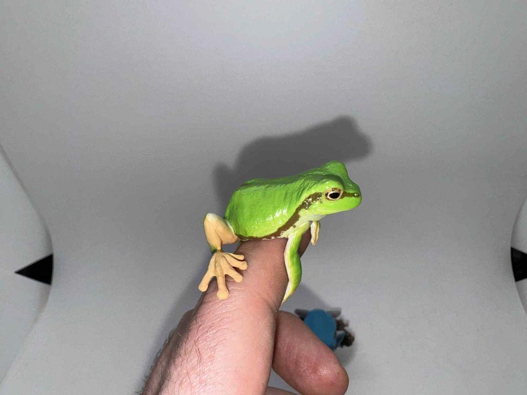 Tree Frog Ring Gachapon Figure Set #2 - Etsy
