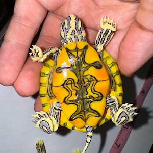 Bandai Turtle Gachapon From Japan - Etsy