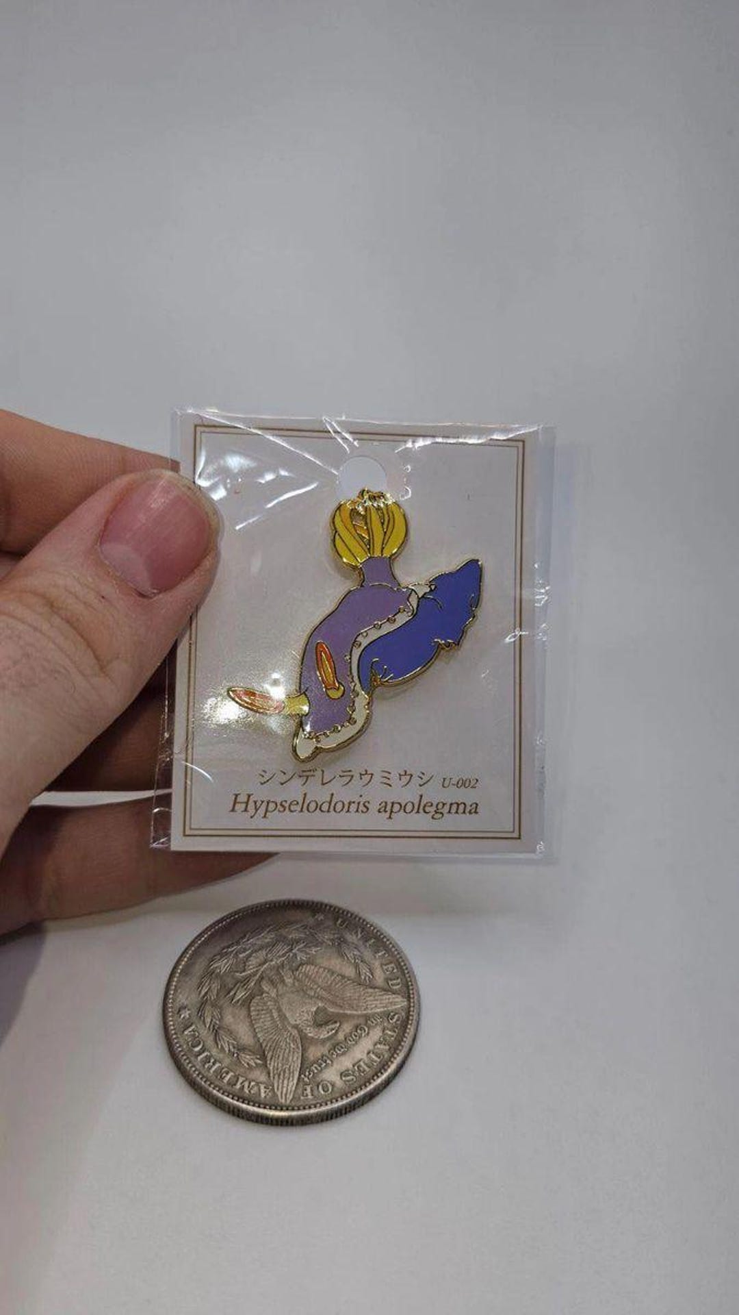 Hypselodoris Sea Slug / Nudibranch Pin Badge - Etsy