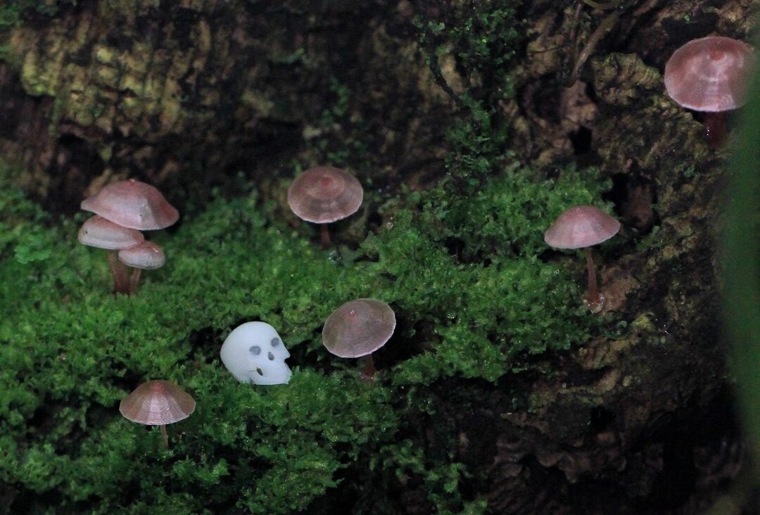 Realistic Mushrooms terrarium Decor - Etsy