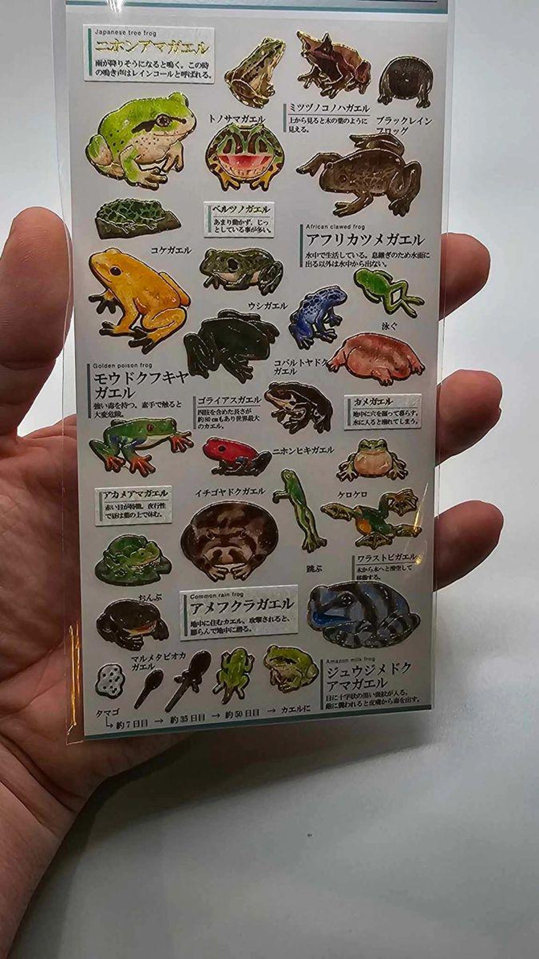 Frog Stickers From Japan - Etsy