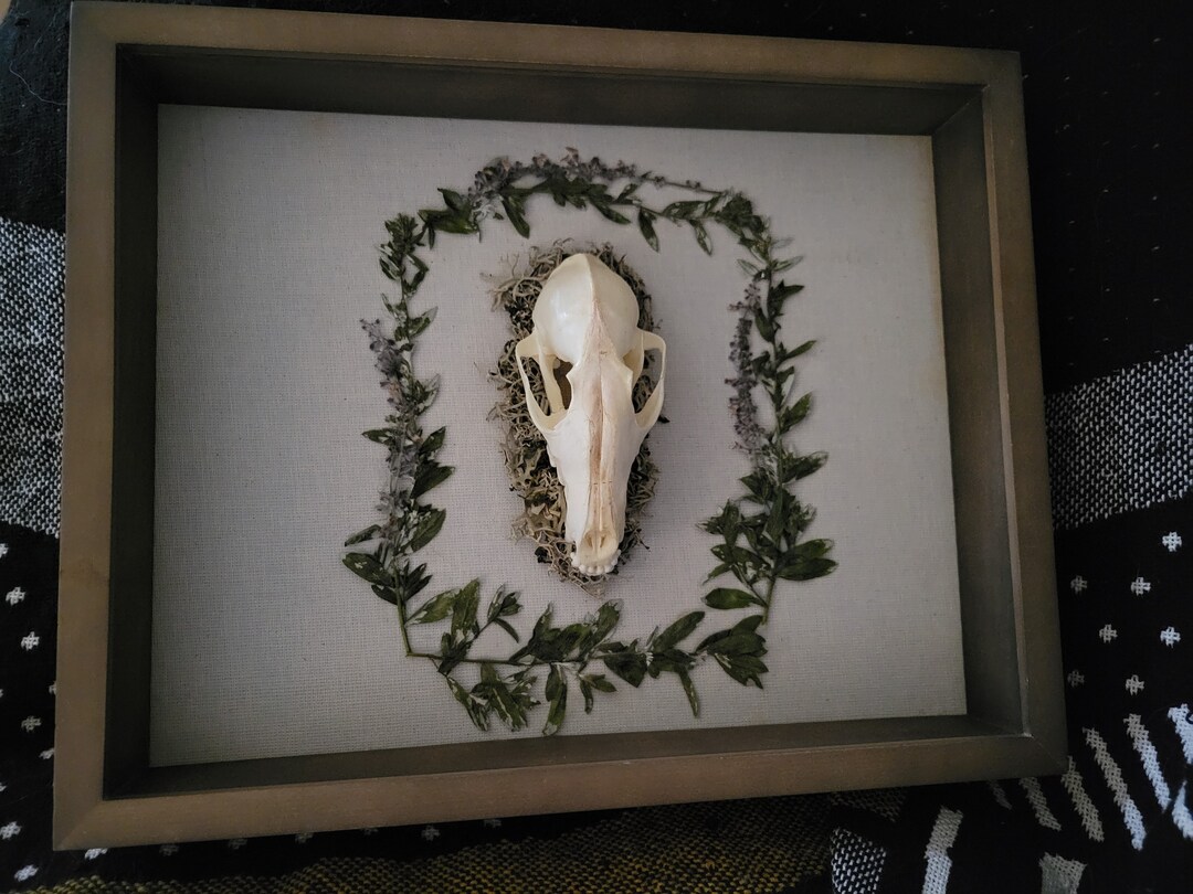 Fox Skull Shadow Box Lovely Variety of Dried Flowers Green - Etsy