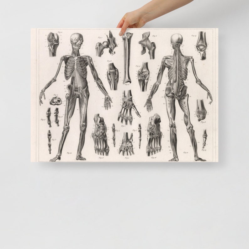Vintage Human Anatomy Chart Poster Anatomy Art Bones Muscles Posters ...