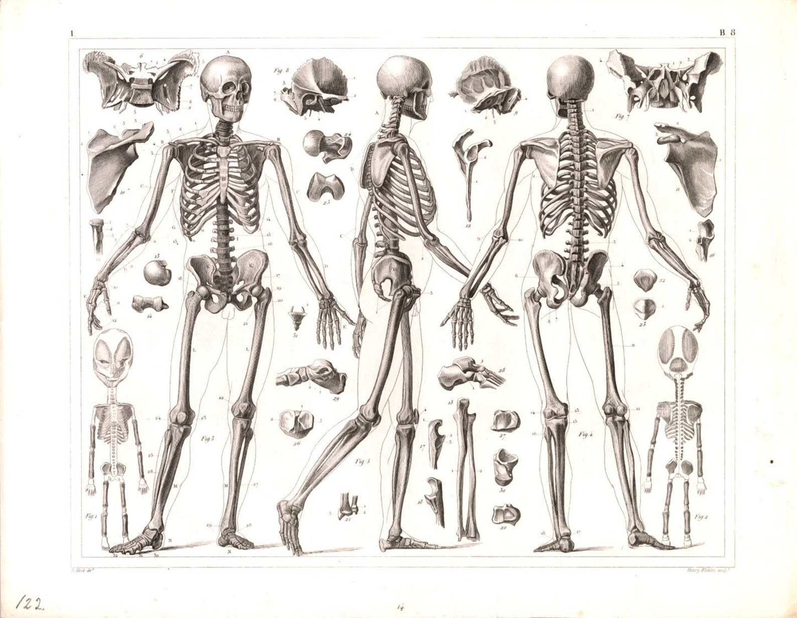 Vintage Human Anatomy Chart Skeleton Poster Anatomy Art Bones Posters ...