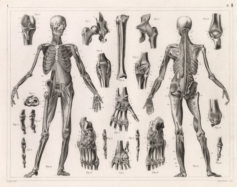 Vintage Human Anatomy Chart Print | Medical Illustration Wall Art ...