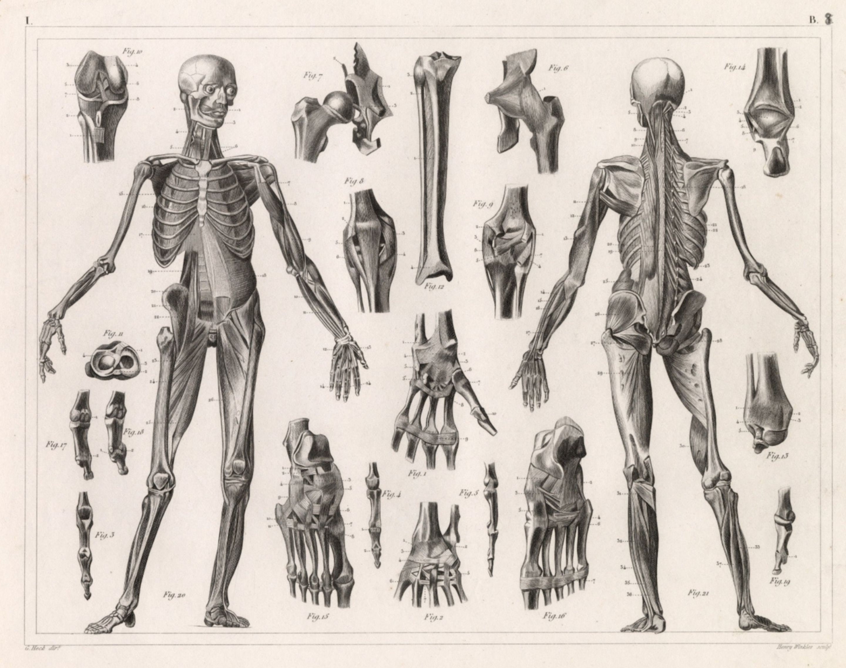 Vintage Human Anatomy Chart Poster Anatomy Art Bones Muscles Posters ...
