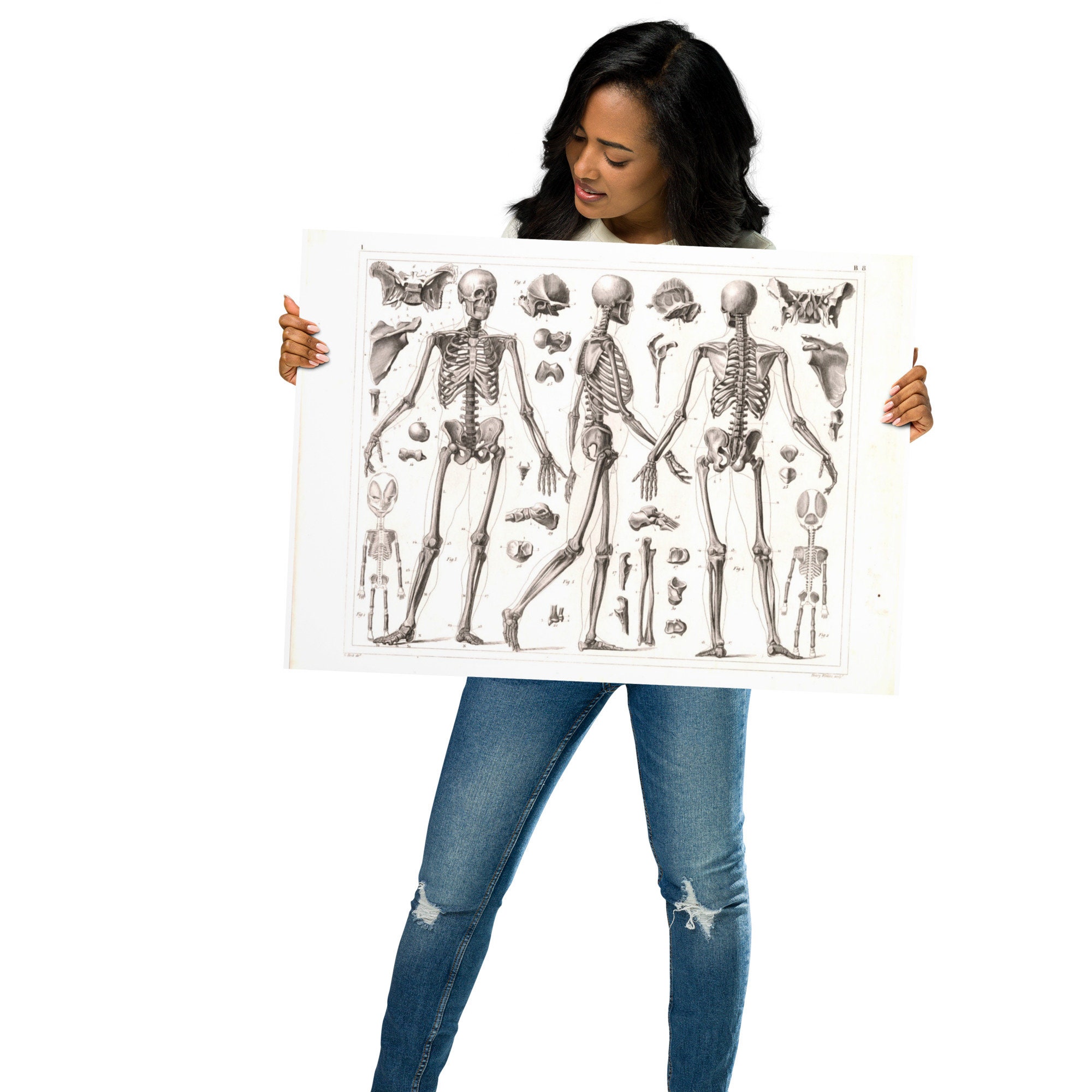 Vintage Human Anatomy Chart Skeleton Poster Anatomy Art Bones Posters ...