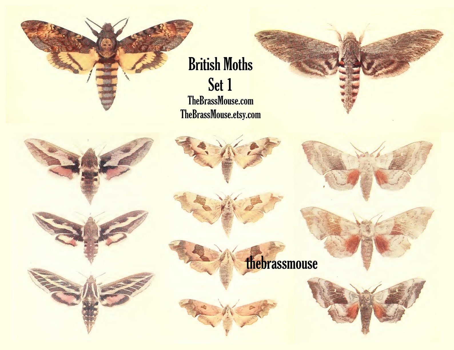 Vintage Moths Insects Set 1 Instant Digital Download Printable - Etsy