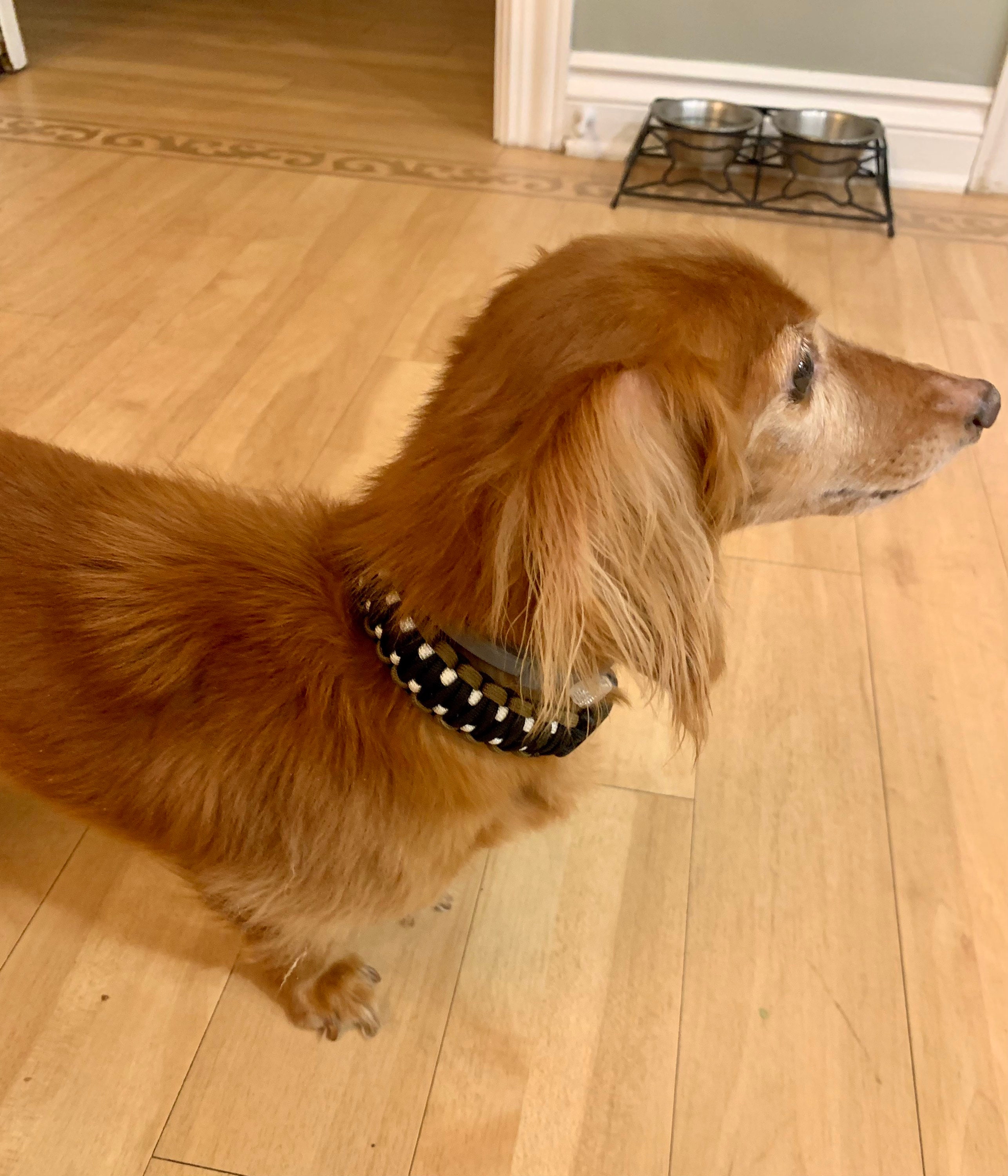 Custom made Deluxe dog collars — UltimateCamo