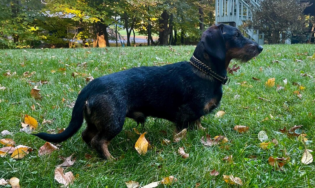 Custom Made Dog Collars - Etsy