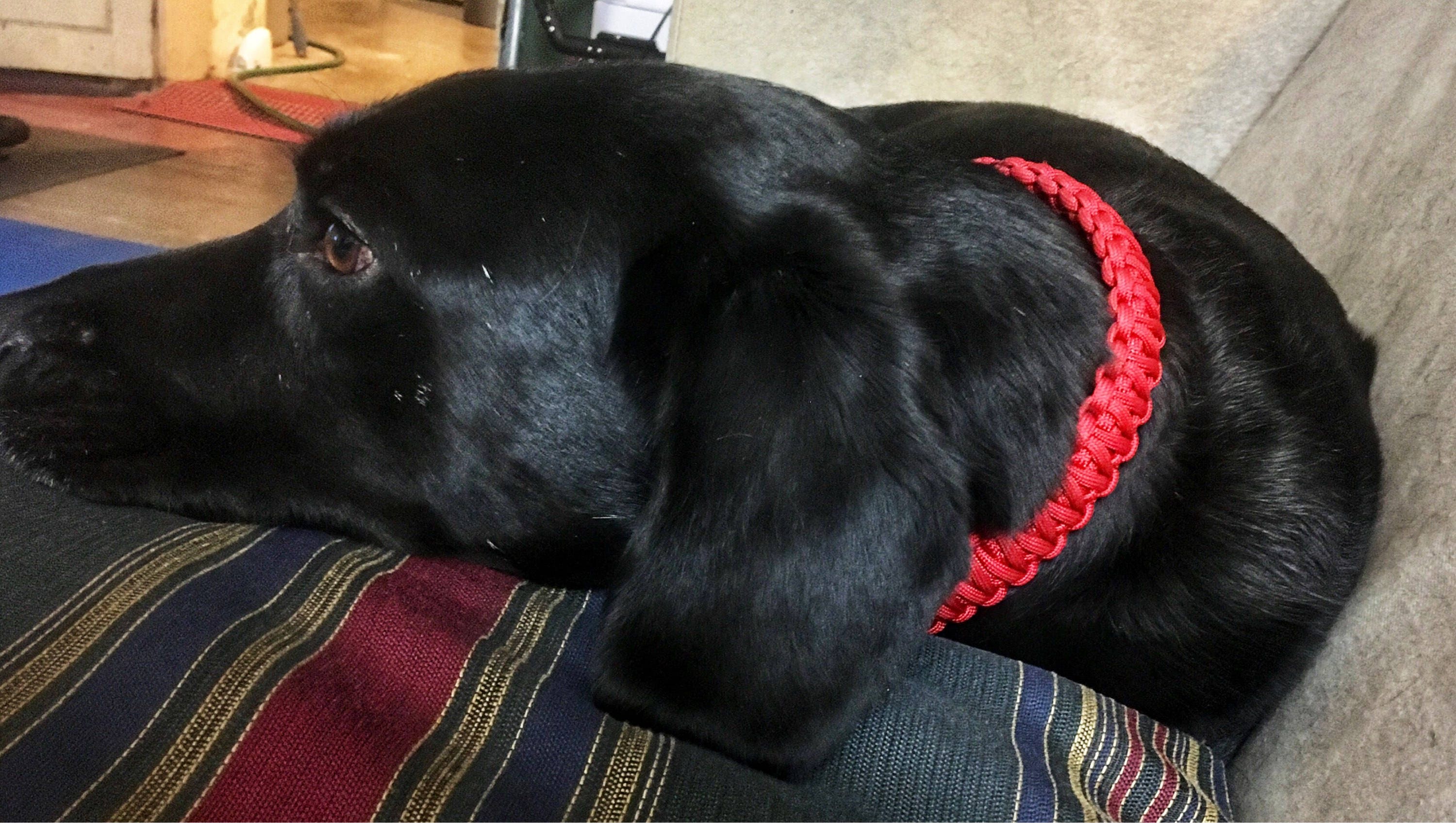 Custom made Deluxe dog collars — UltimateCamo