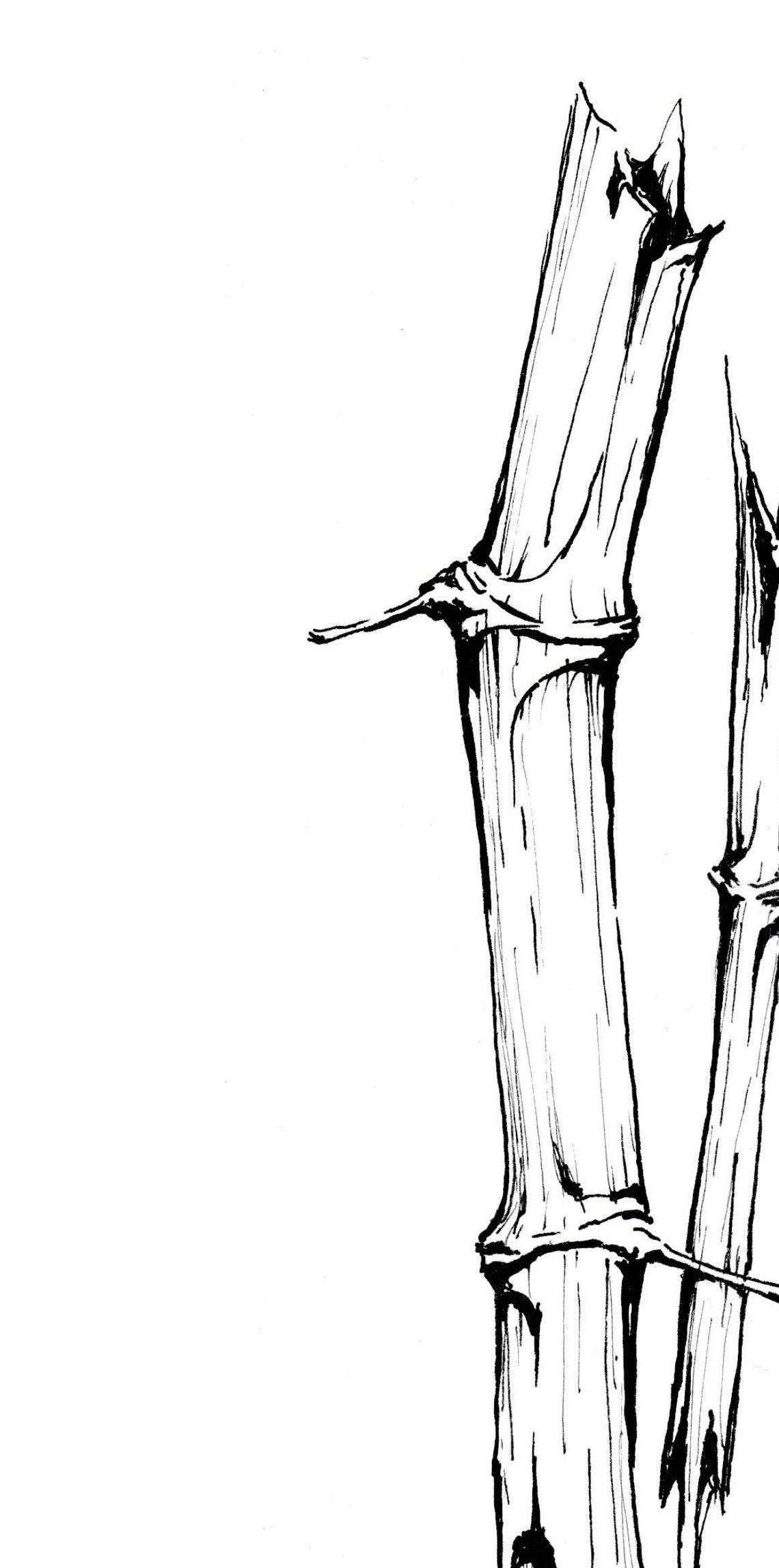Bamboo Tree - Original Graphic Ink Drawing - Etsy