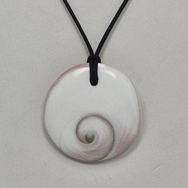 Operculum Shell - Etsy