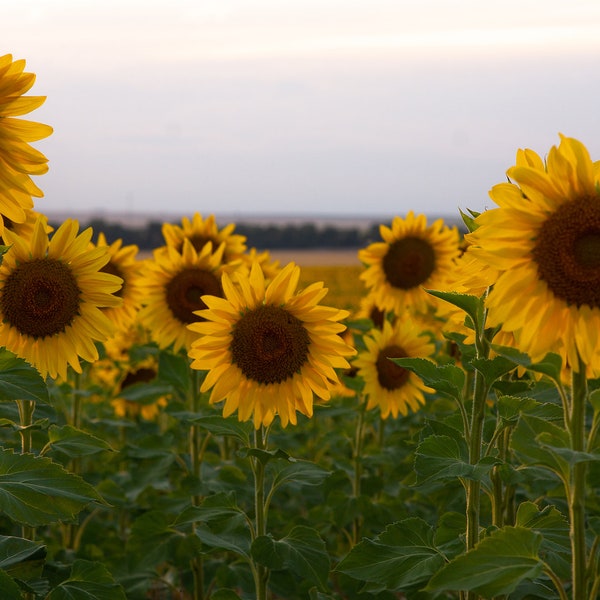 Sunflower Digital Background Photo Overlays Background Replacement ...