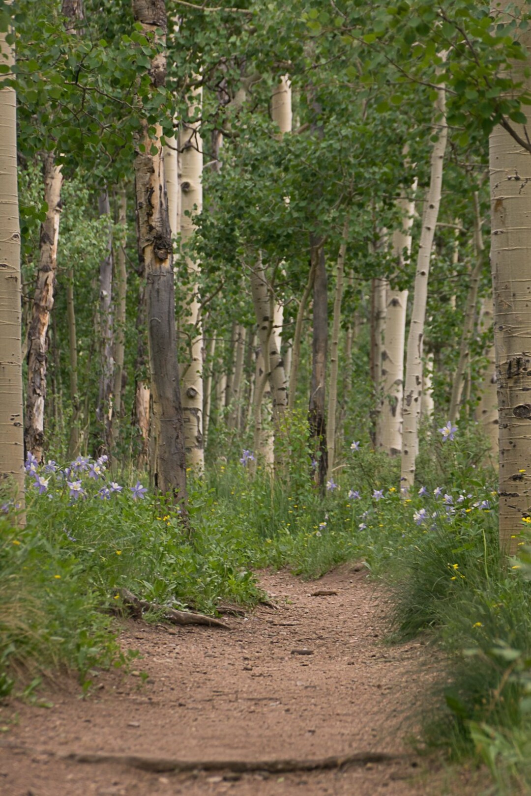 Printable Colorado Trail Flower and Trail Backdrop Forest Composite for ...