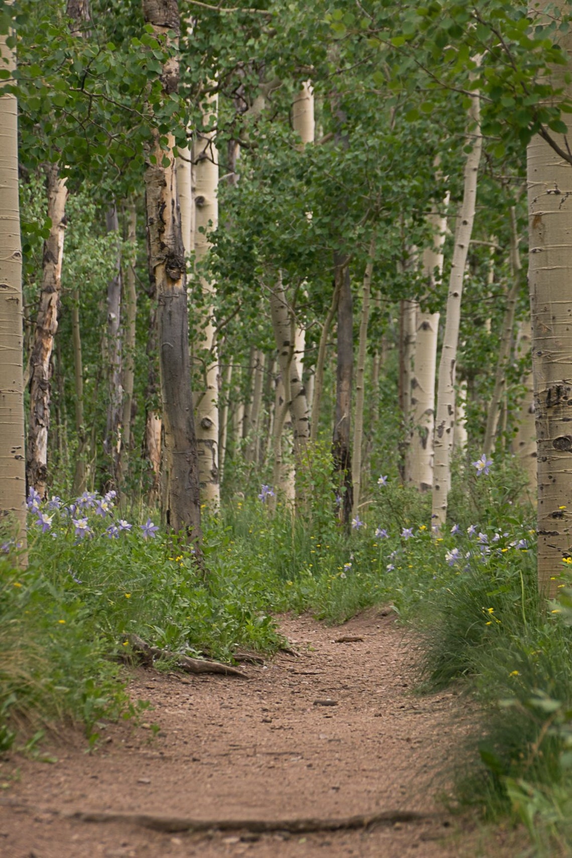 Printable Colorado Trail Flower and Trail Backdrop Forest Composite for ...