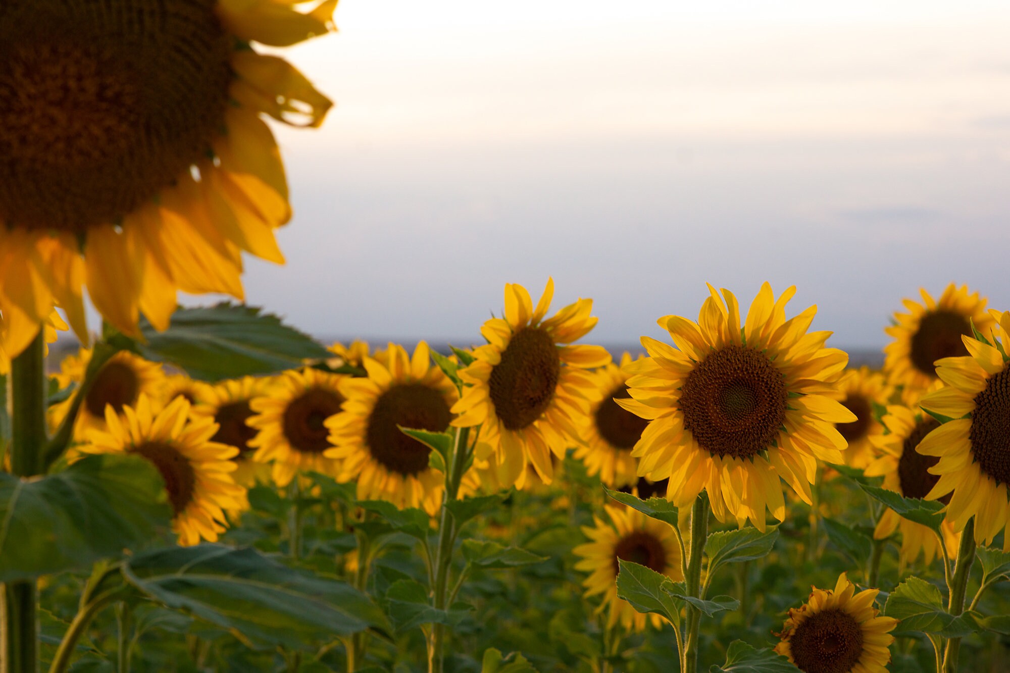 Sunflower Backdrop for Composite - Etsy