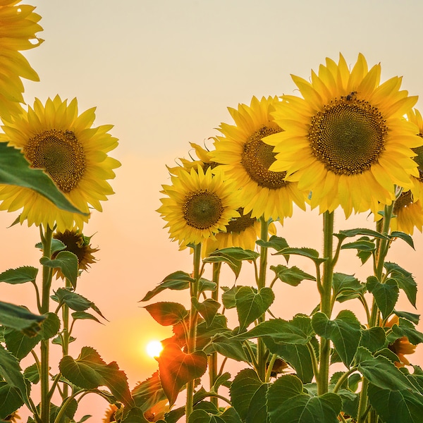 Sunflower Digital Background Photo Overlays Background Replacement ...